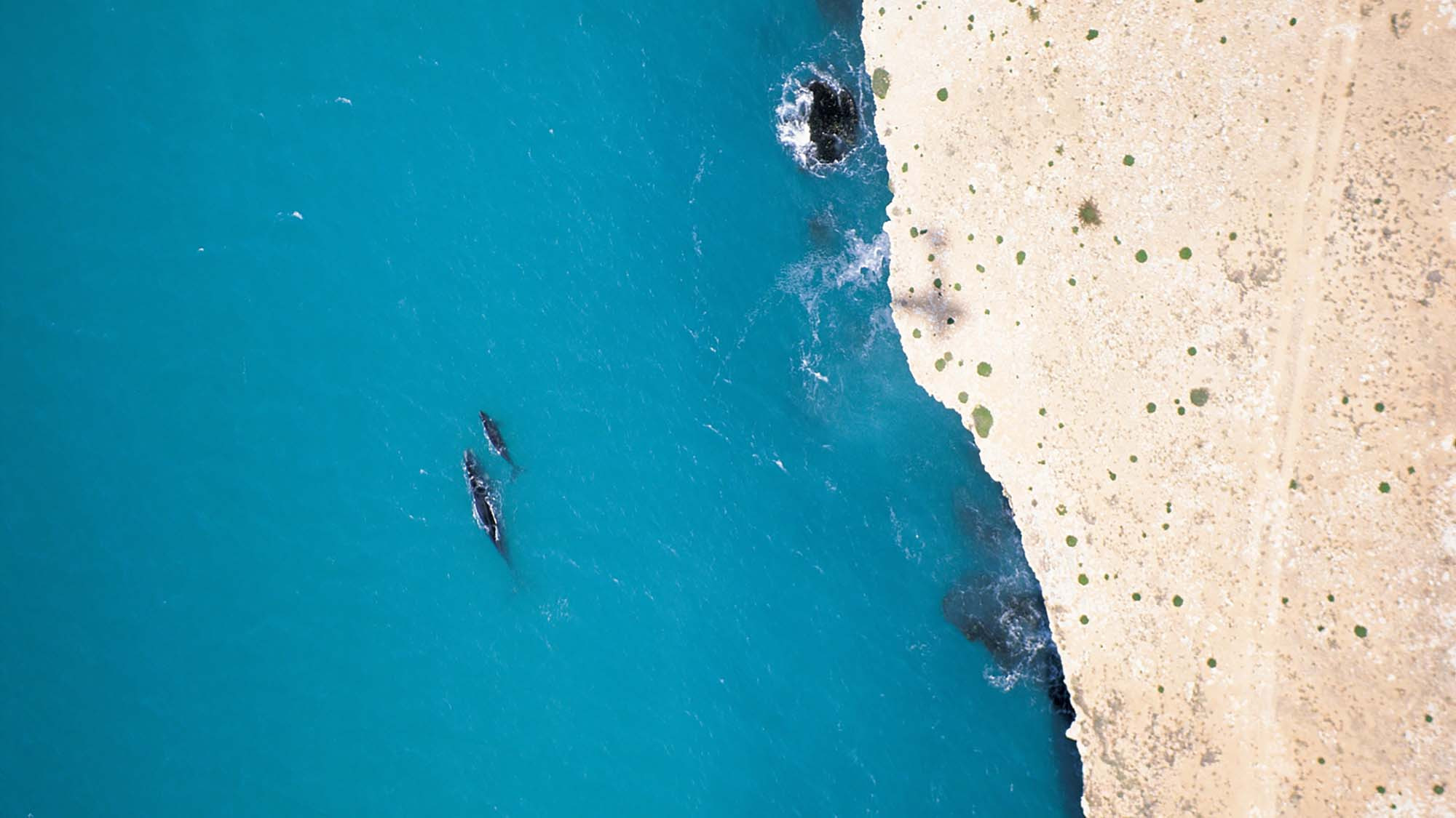 A Guide to Whale Watching in South Australia | Holidays of Australia ...