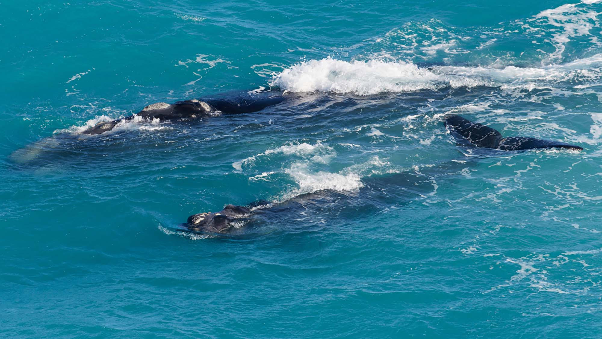 A Guide to Whale Watching in South Australia | Holidays of Australia ...