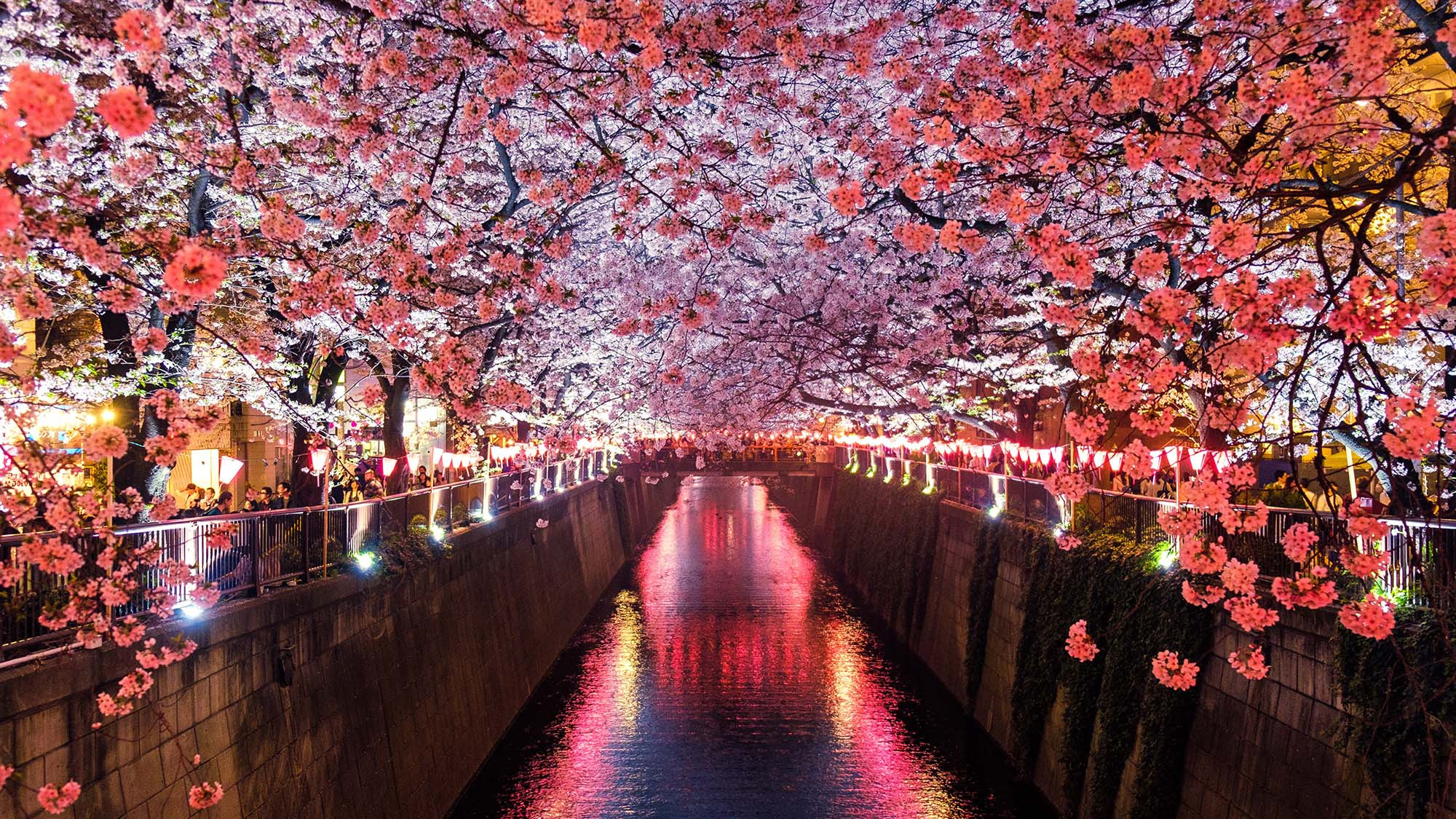 Japan’s Cherry Blossom Season | Holidays of Australia & the World ...