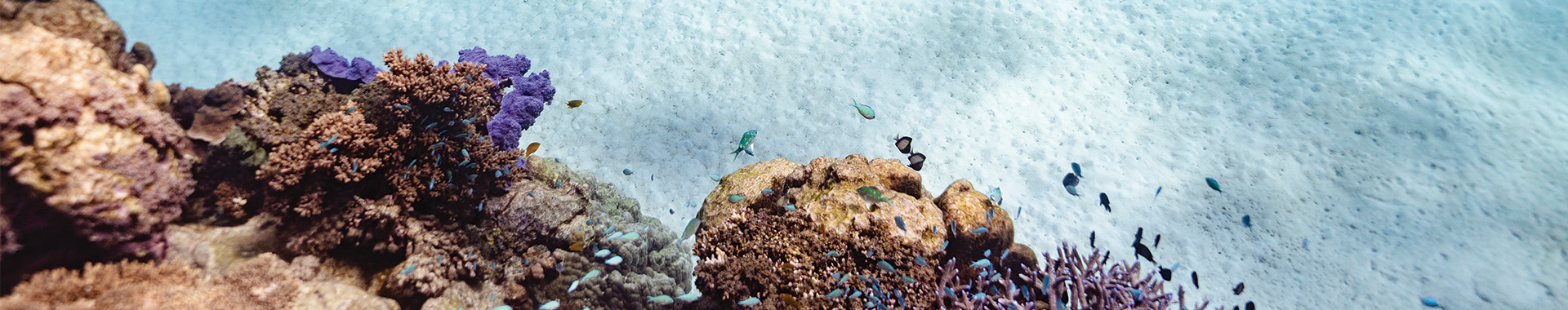 Ningaloo Reef & Western Australia's Coral Coast | Holidays of Australia ...